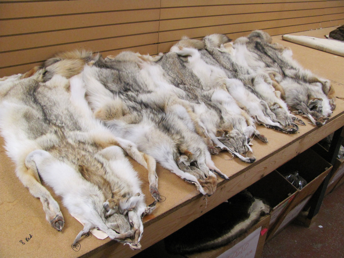 Western Coyote Fur Skins - Complete with Feet — Winnipeg Outfitters