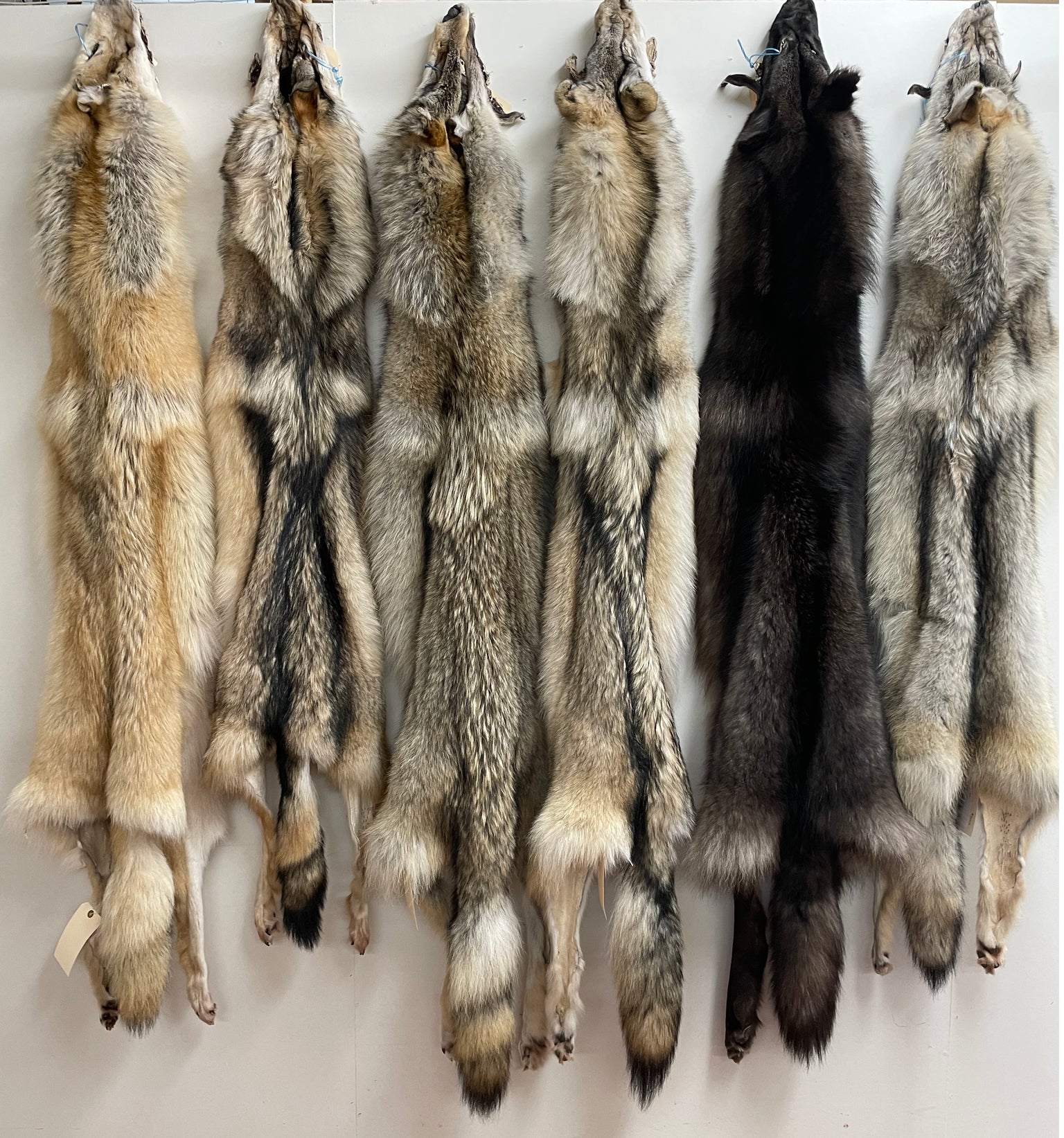 Fur | Hides and Fur best quality pelts online — Winnipeg Outfitters